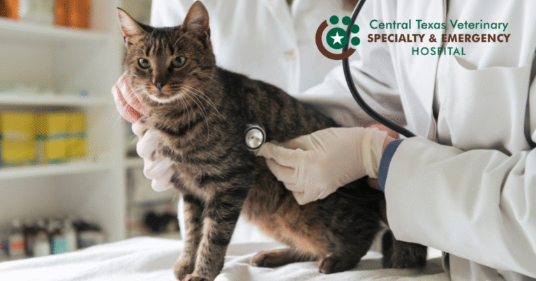 Hairballs in Cats: Causes, Symptoms, and What You Can Do About Them ...