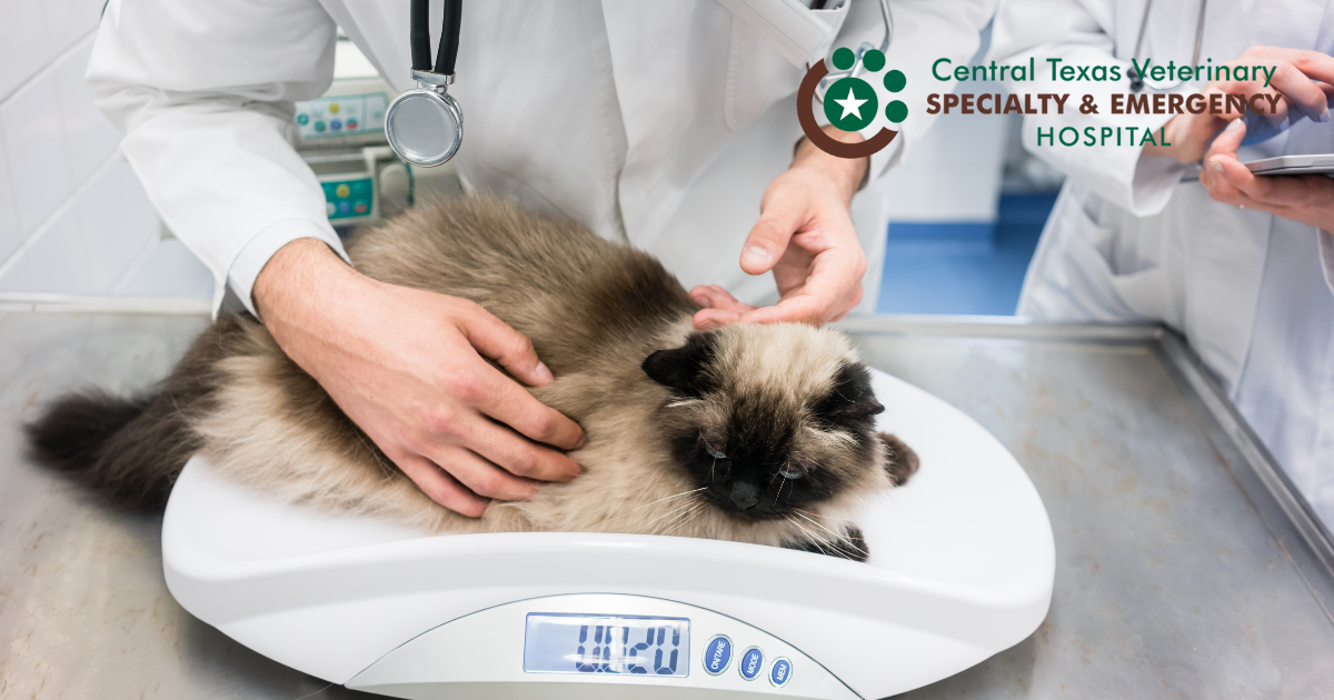 Home - Central Texas Veterinary Specialty & Emergency Hospital